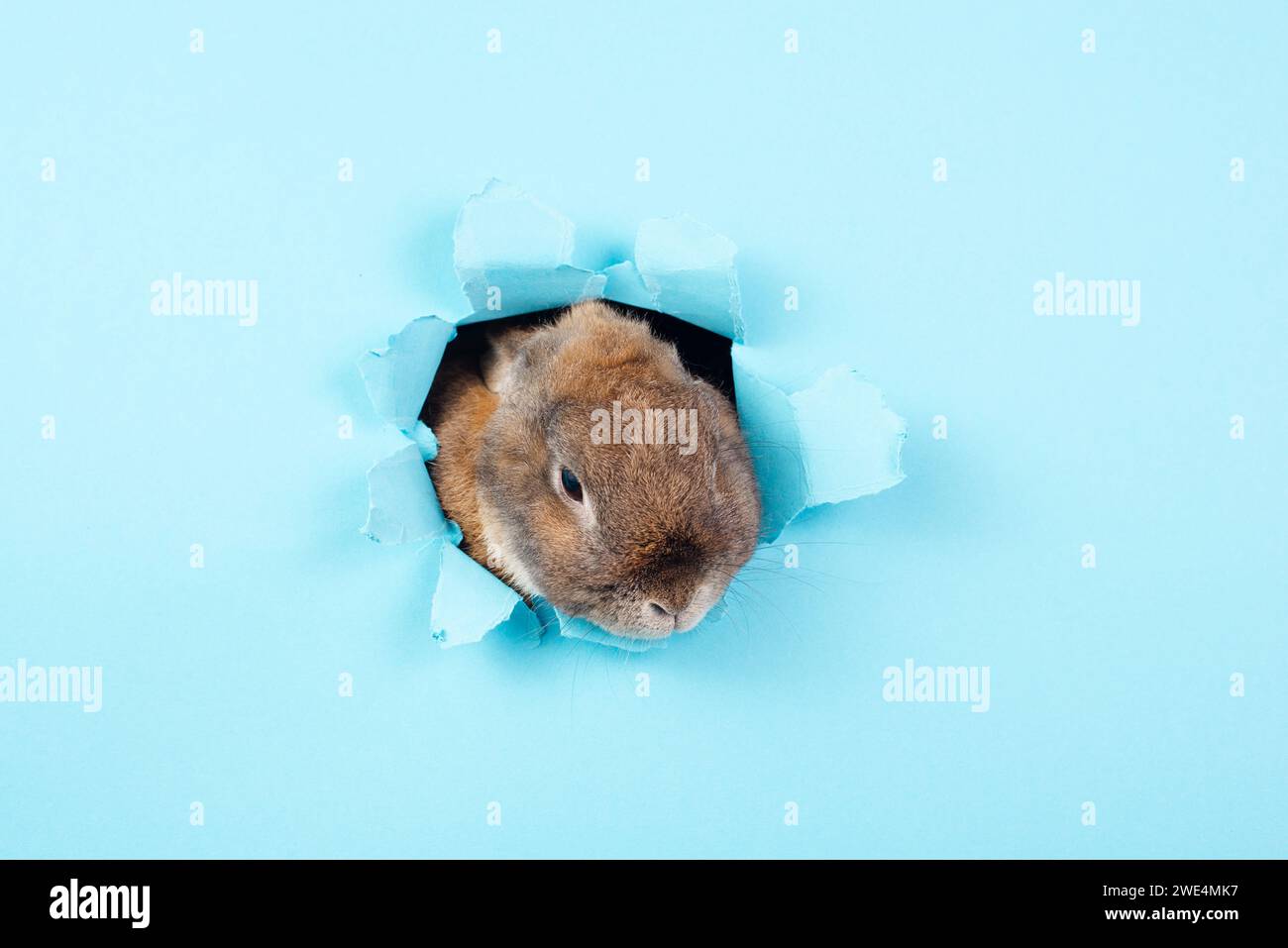 Curious easter bunny or rabbit peeking through a hole, holiday in ...