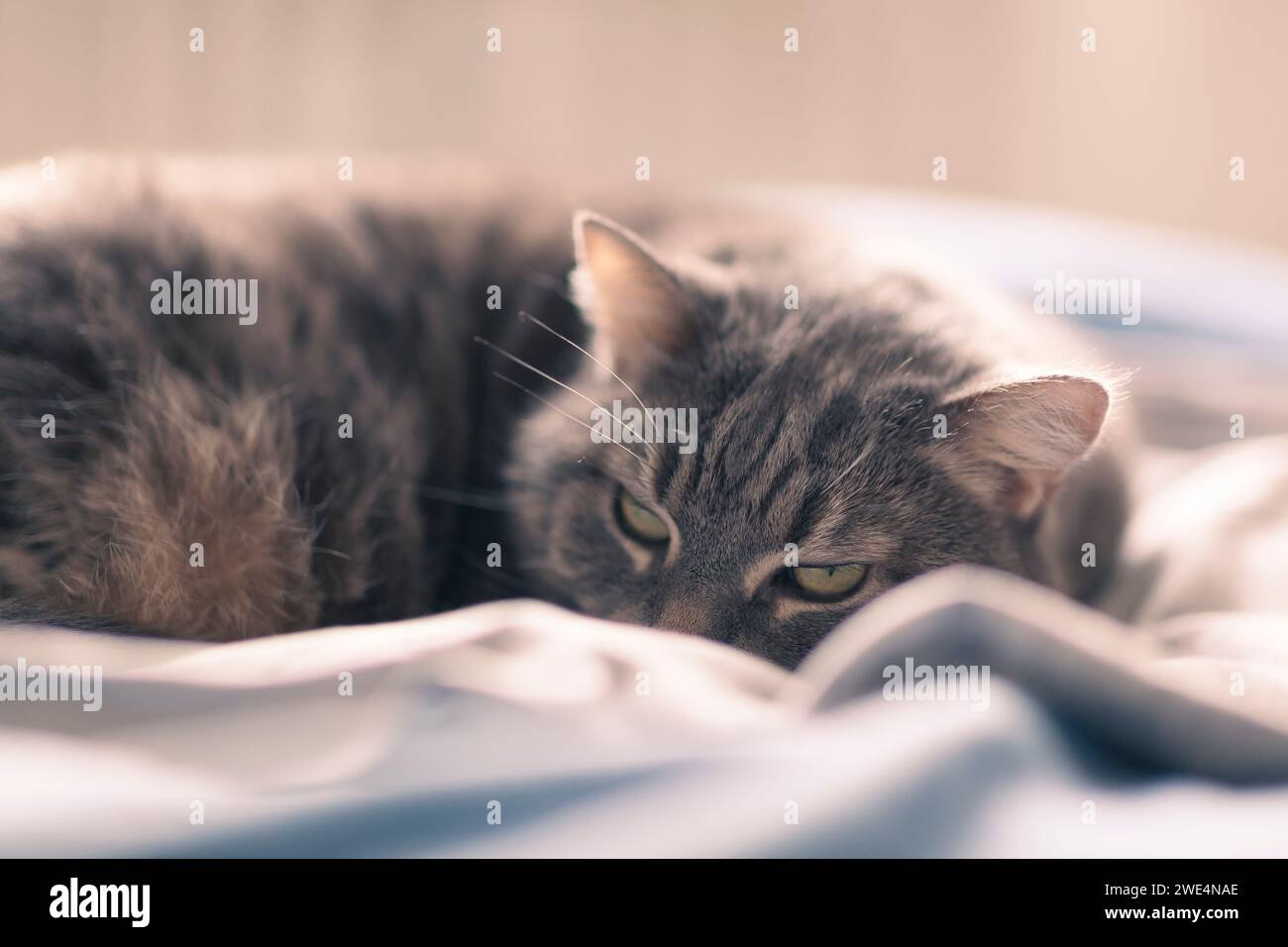 accessory, bezel, black, caliber, chronograph, classic, clock work ...