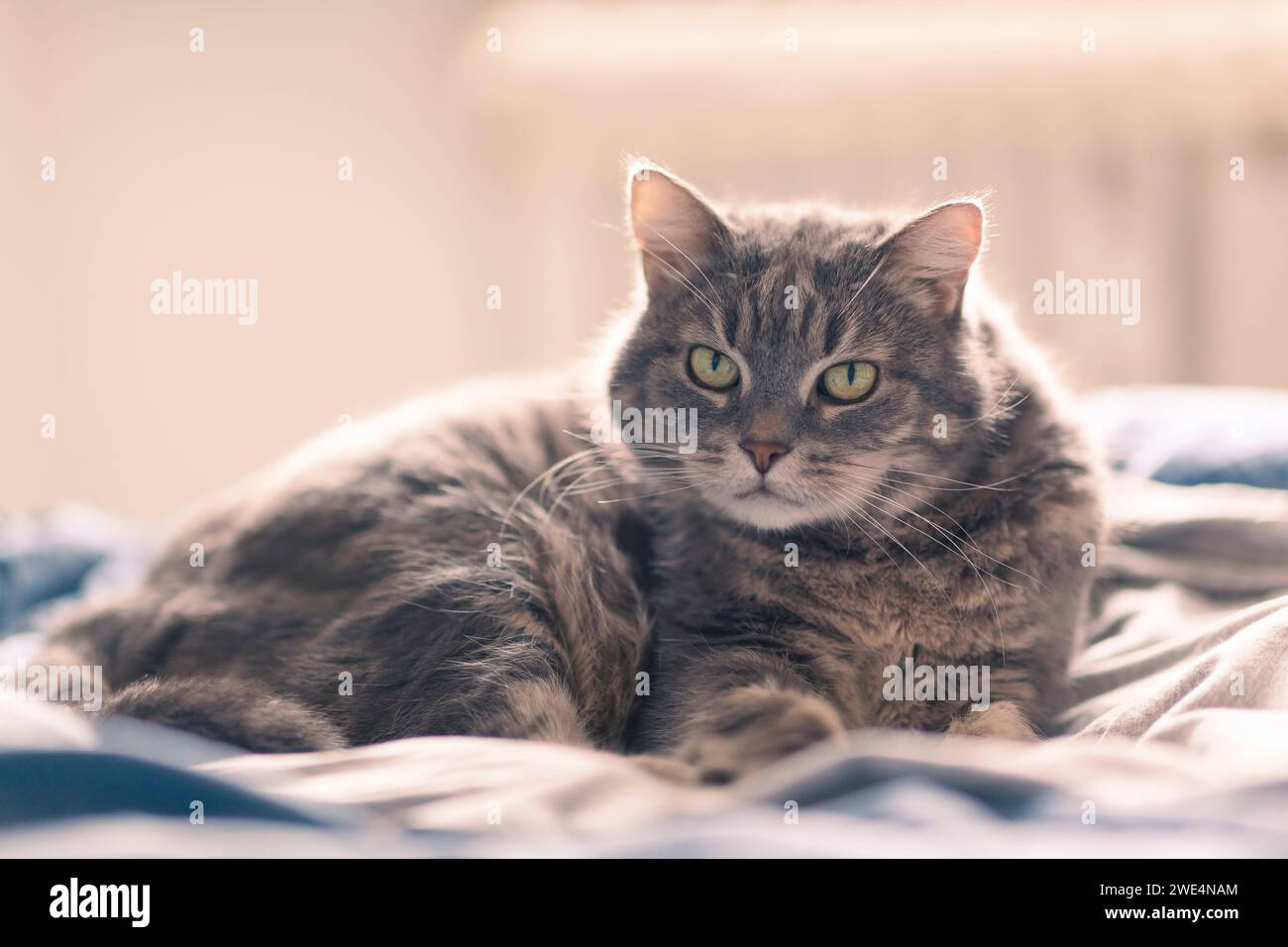 accessory, bezel, black, caliber, chronograph, classic, clock work ...