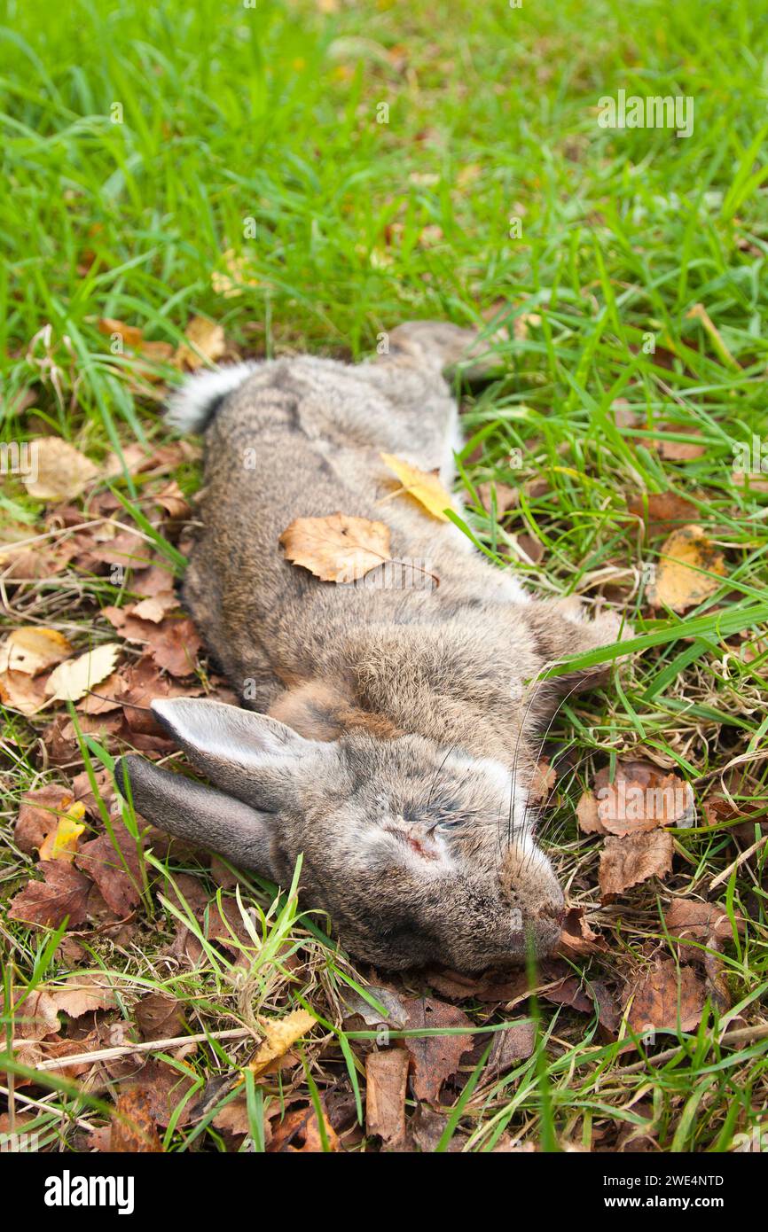 Death rabbit hi-res stock photography and images - Alamy