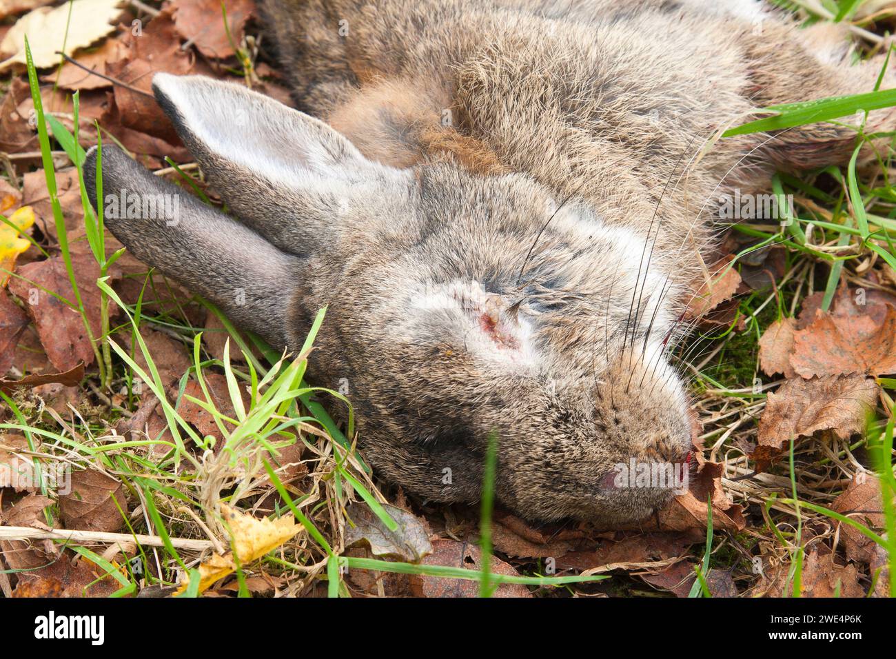 Rabbit rabbits dead death hi-res stock photography and images - Alamy