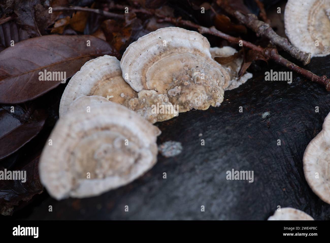 Taplow, UK. 31st October, 2023. It was a misty day at the National Trust at Cliveden in Taplow ...