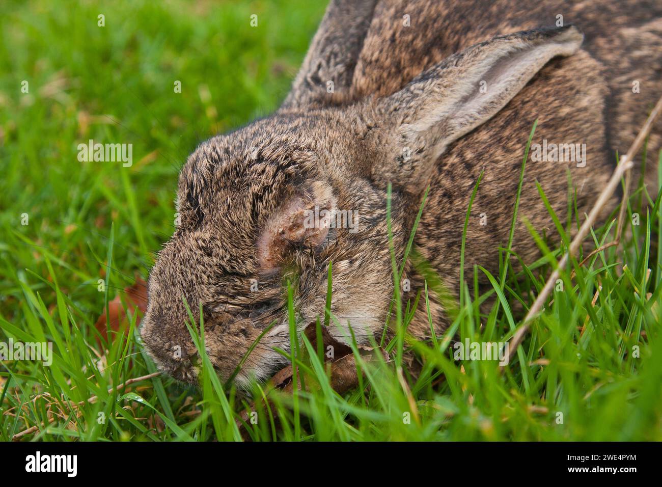 Viral disease that only affects rabbits hi-res stock photography and ...