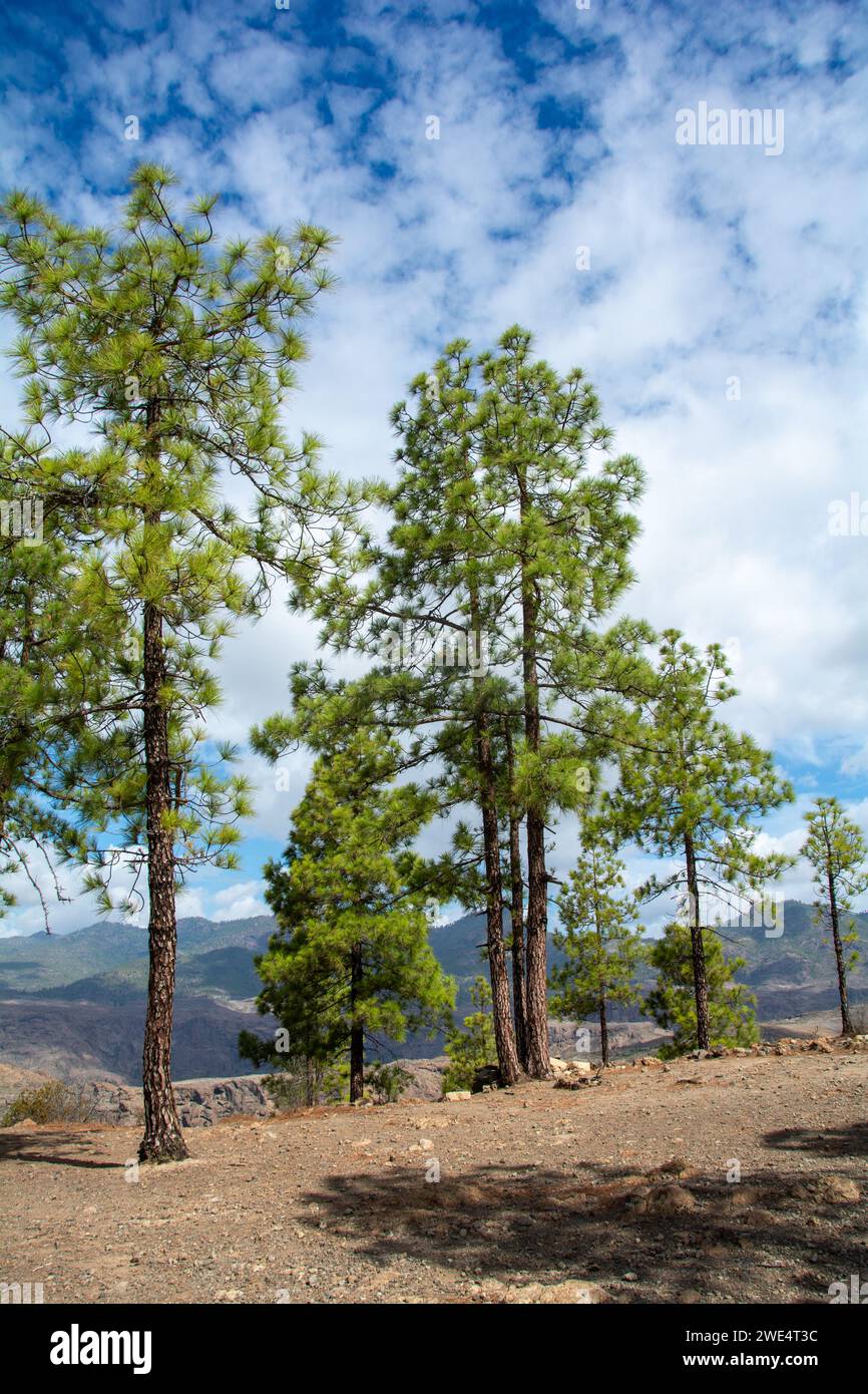 Canarian pine ( Pinus canariensis ) on a mountain on the island of Gran ...