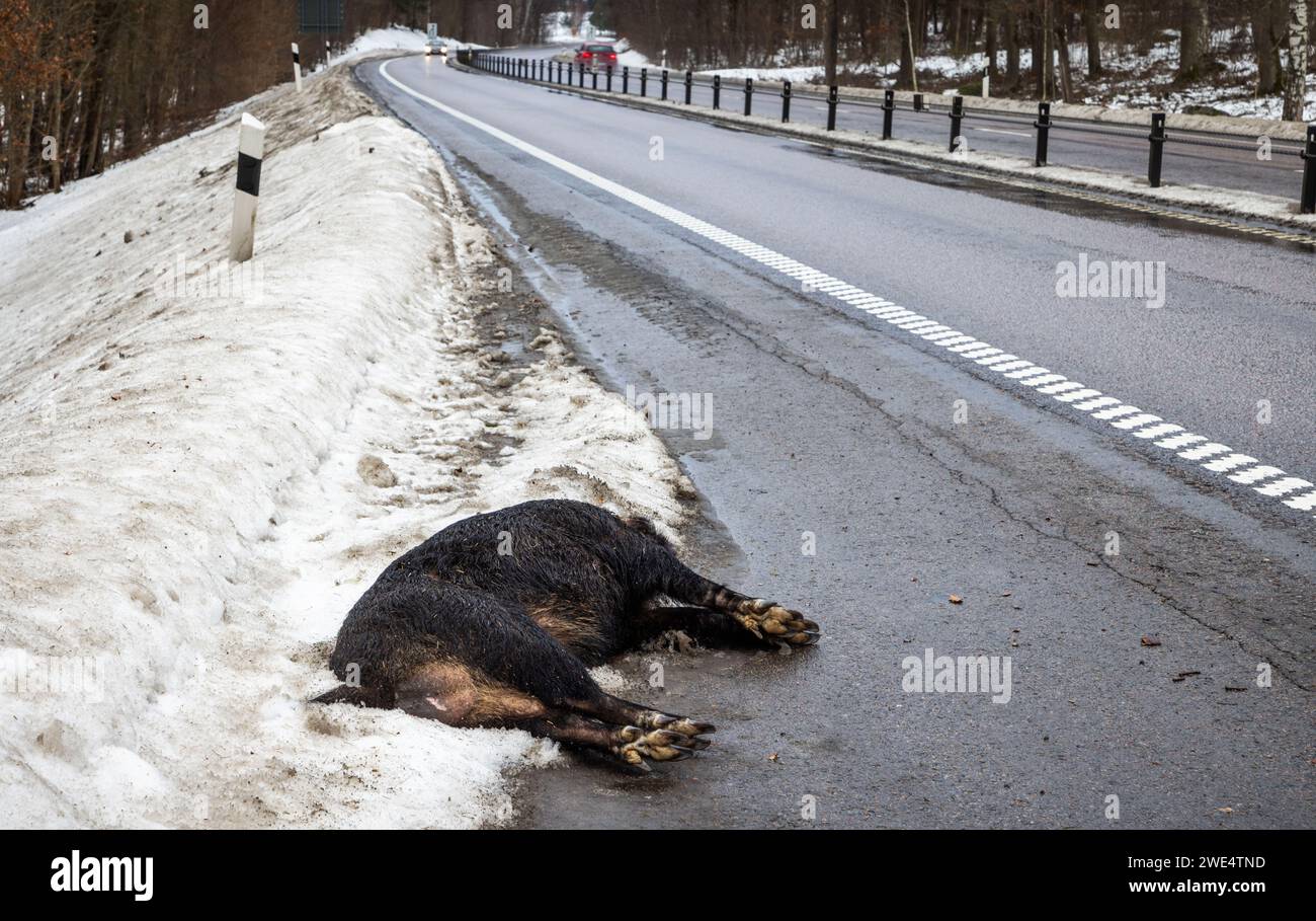 A hit and dead wild boar (Sus scrofa), in the ditch along Road 50 in ...