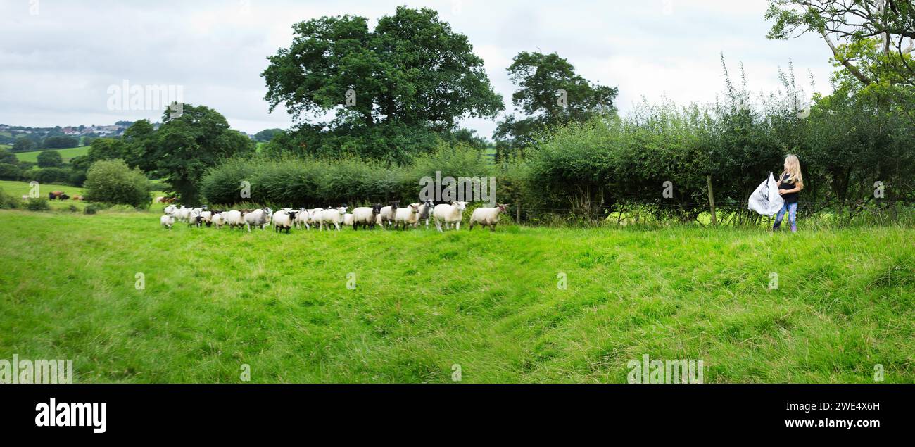 A young girl calling sheep in Devon UK Stock Photo - Alamy