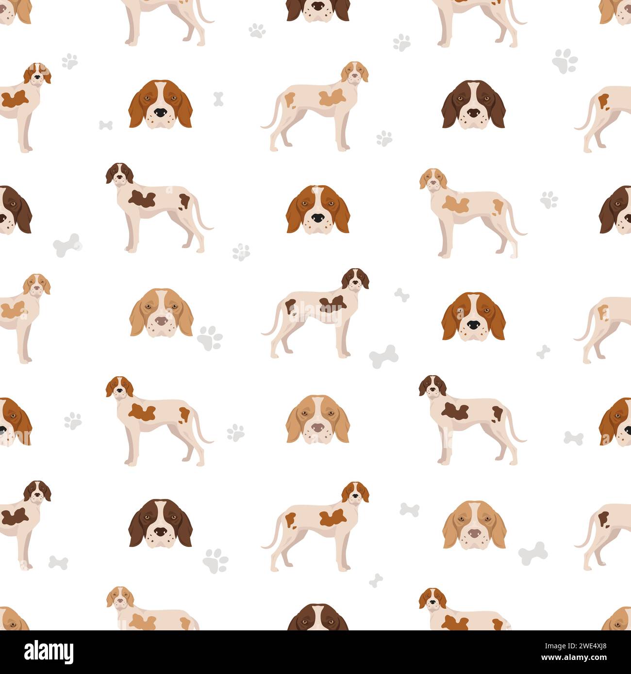 Saint german pointer Stock Vector Images - Alamy