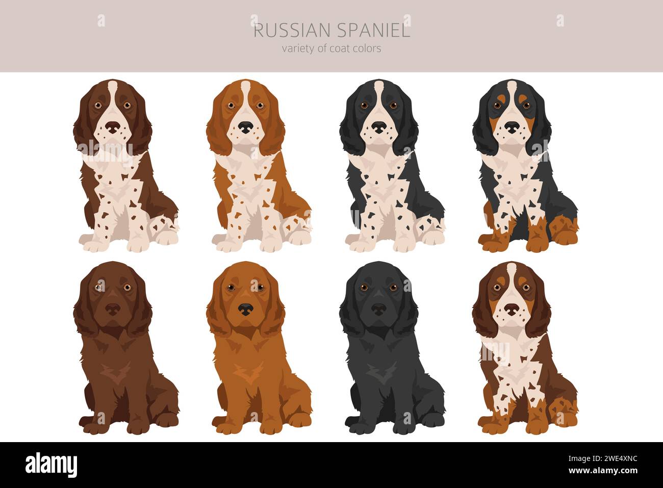 Russian Spaniel puppies clipart. All coat colors set. All dog breeds ...
