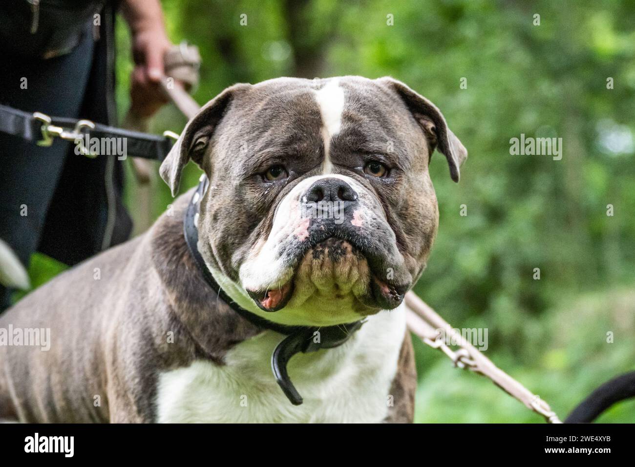 Bulldogged hi-res stock photography and images - Alamy