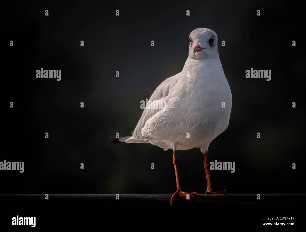 Gulls are medium to large aquatic birds with long,narrow wings and ...