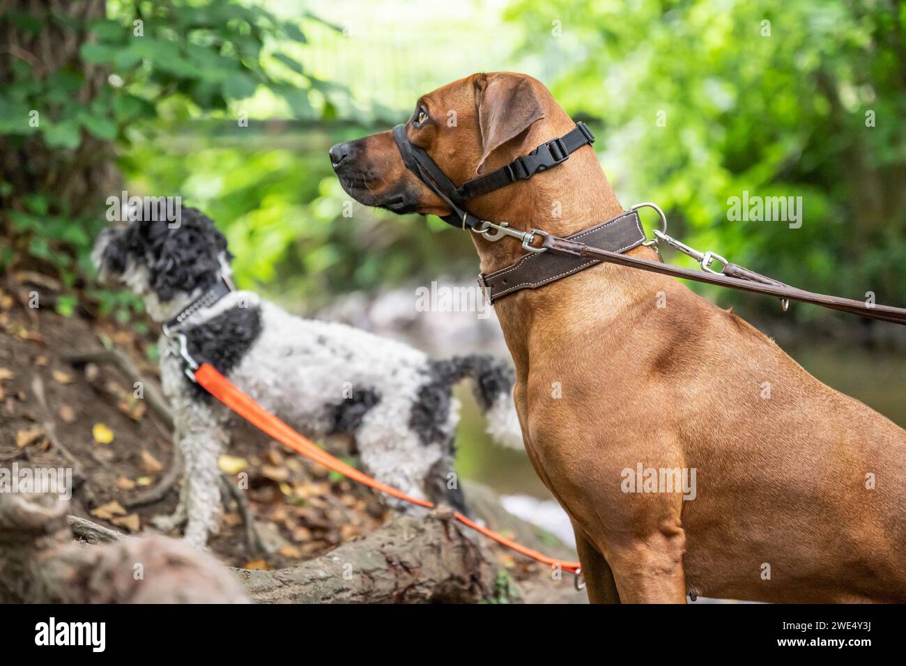 Beautiful dog rhodesian ridgeback hound outdoor portrait on a forest ...