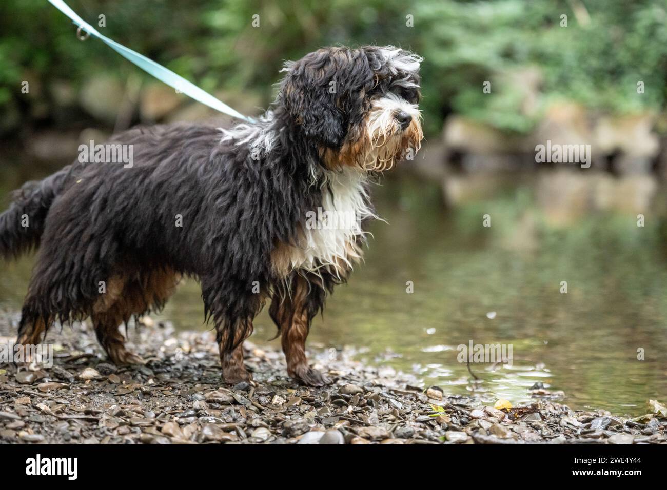 Old English Sheepdog Bobtail running free in nature outdoor Stock Photo ...