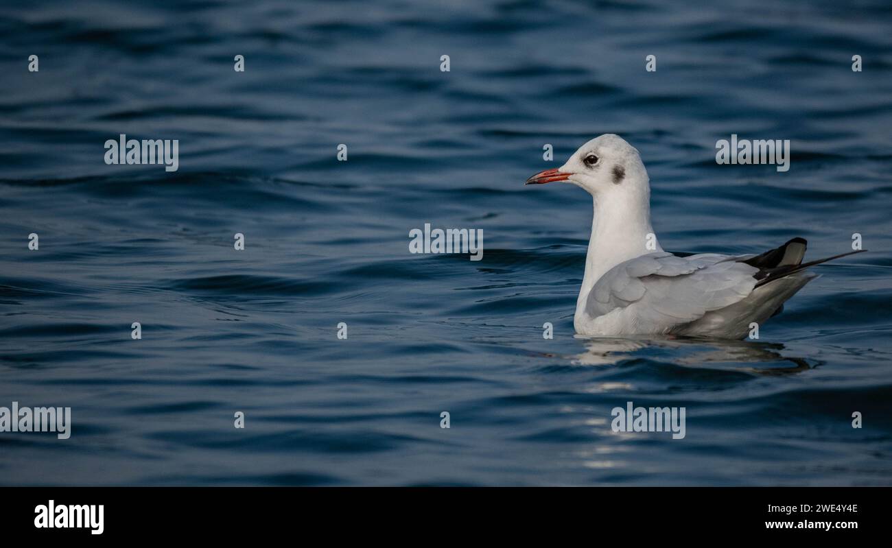 Gulls are robust, long winged birds that have bills that are stout and ...