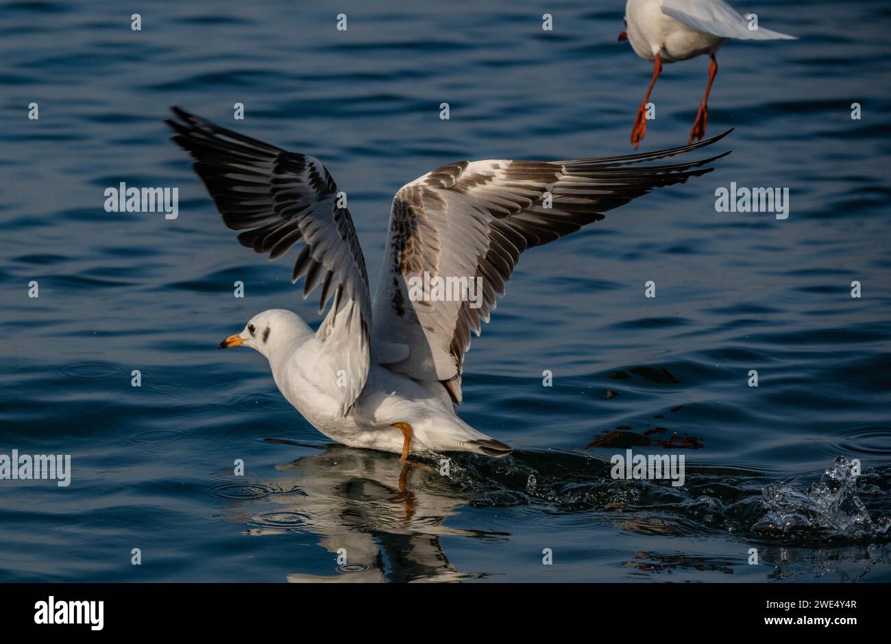 Gulls stay with their mates for life. While many bird species have ...