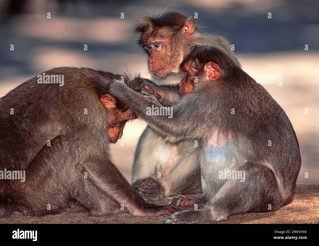 Bonnet macaques macaca radiata hi-res stock photography and images - Alamy