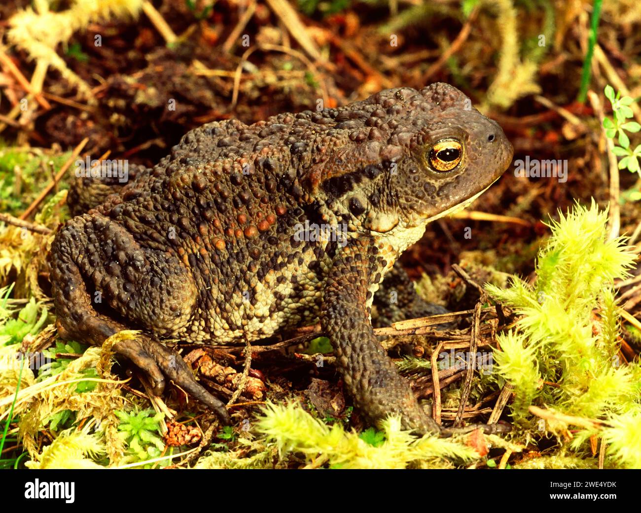 Common toads resting hi-res stock photography and images - Alamy