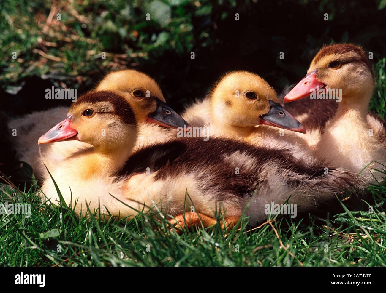 Curious ducklings in grass hi-res stock photography and images - Alamy