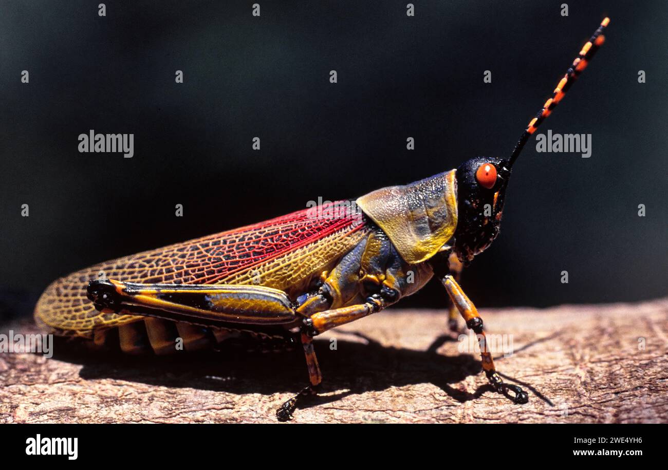 African grasshopper isolated hi-res stock photography and images - Alamy