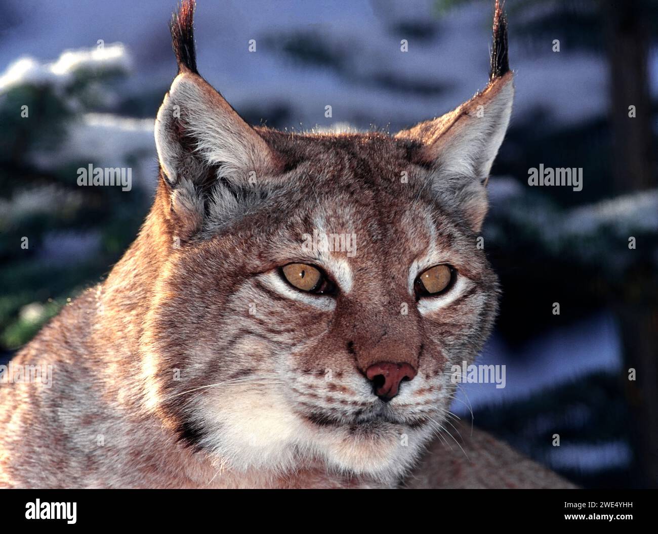 Lynx ears hi-res stock photography and images - Alamy