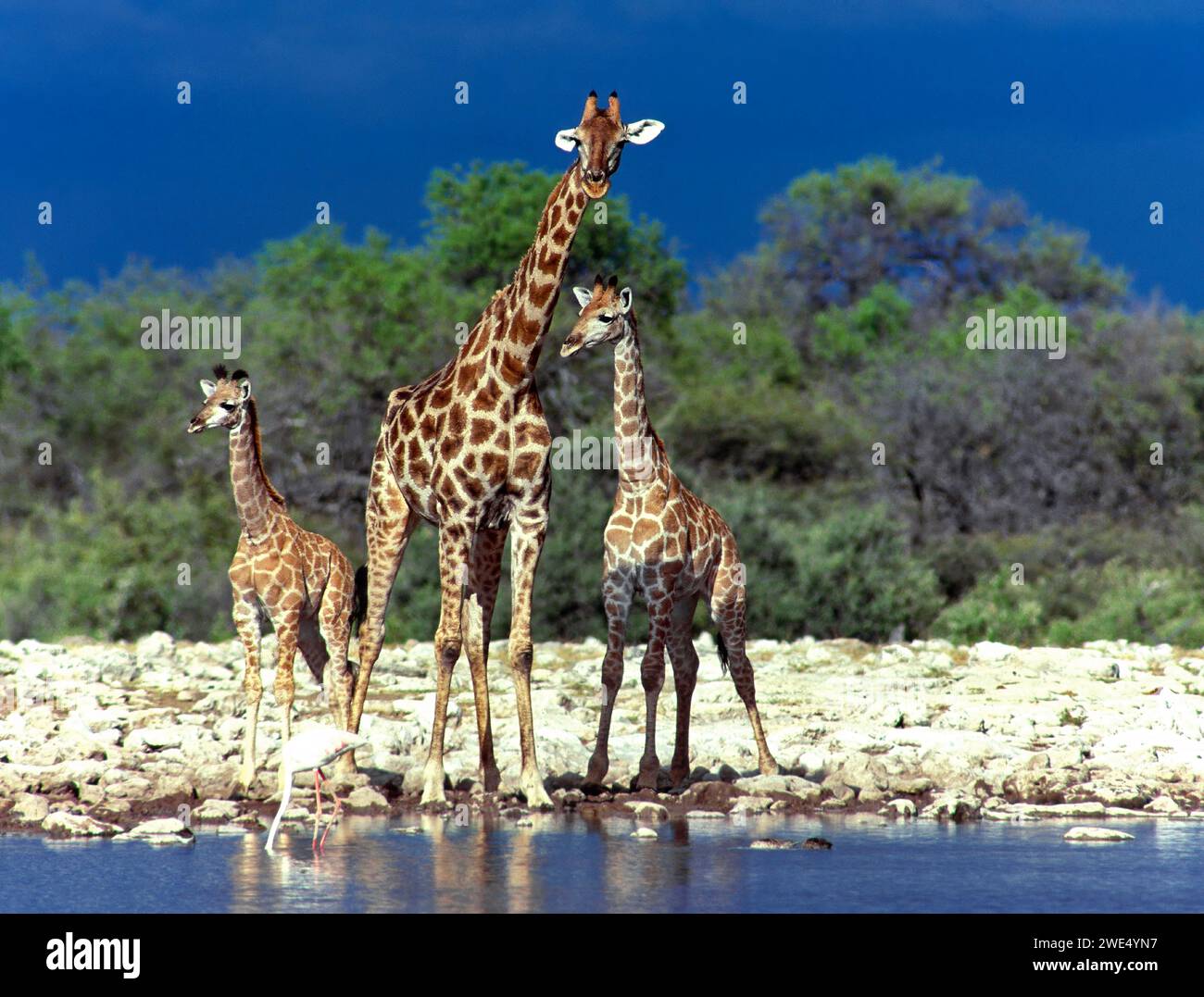 Young giraffe standing waterhole hi-res stock photography and images ...