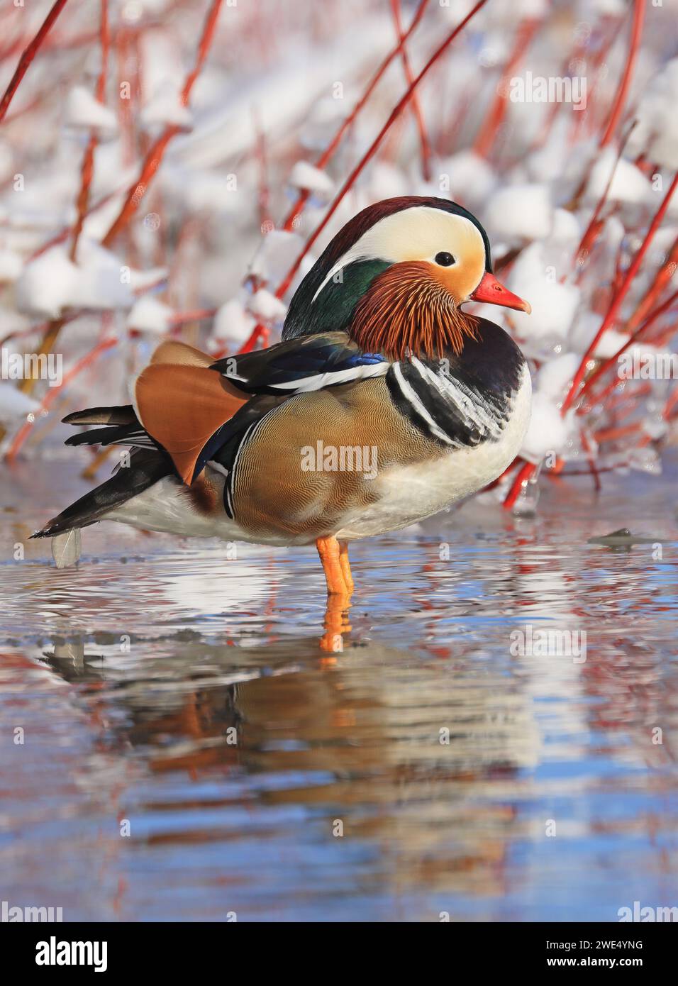 Mandarin duck portrait in winter with nice reflections Stock Photo - Alamy