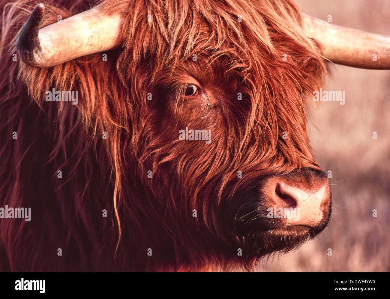 Highlander bull hi-res stock photography and images - Alamy