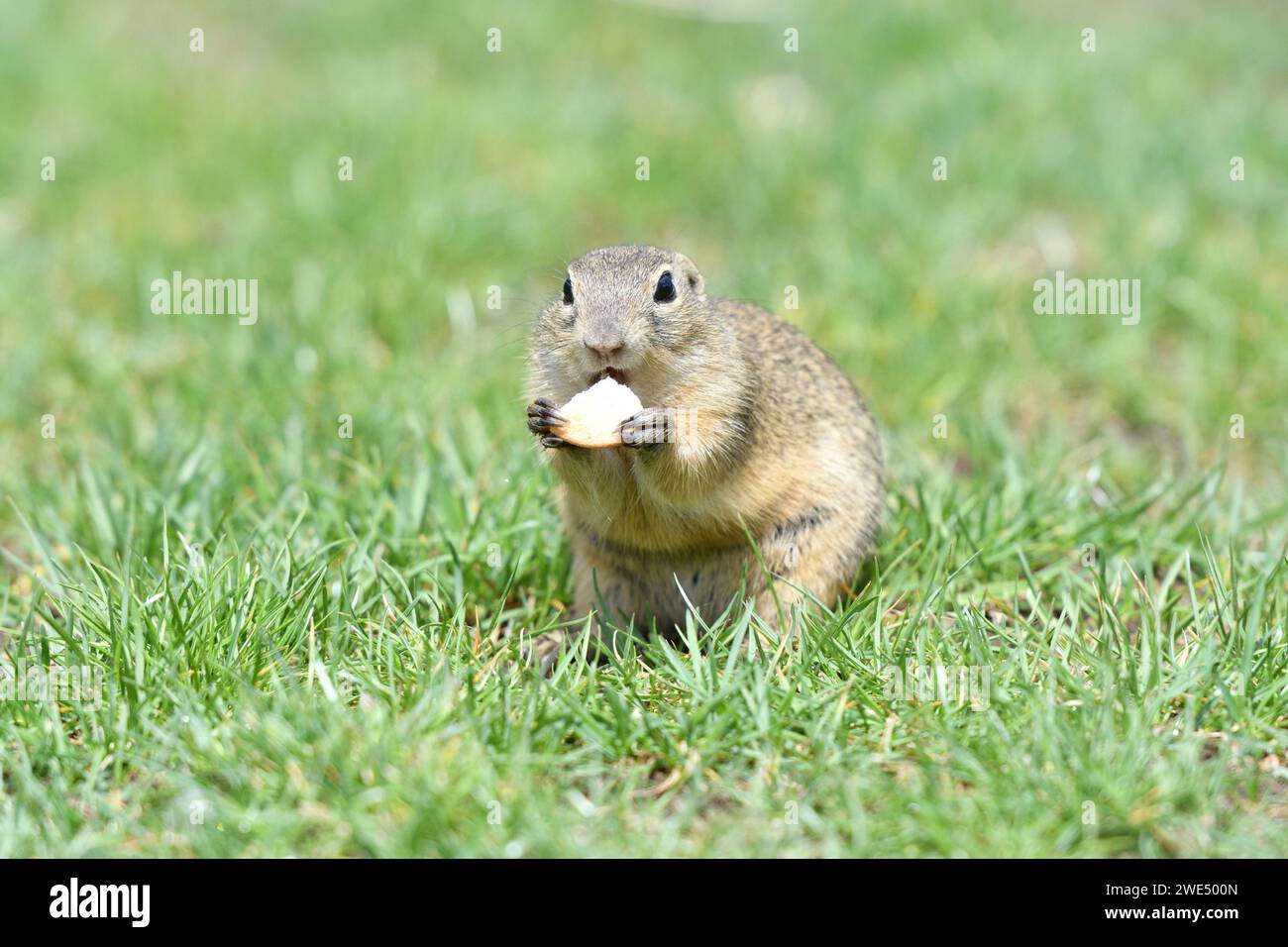 Ground squirrel keeps food in the front paws and eats in the grass ...
