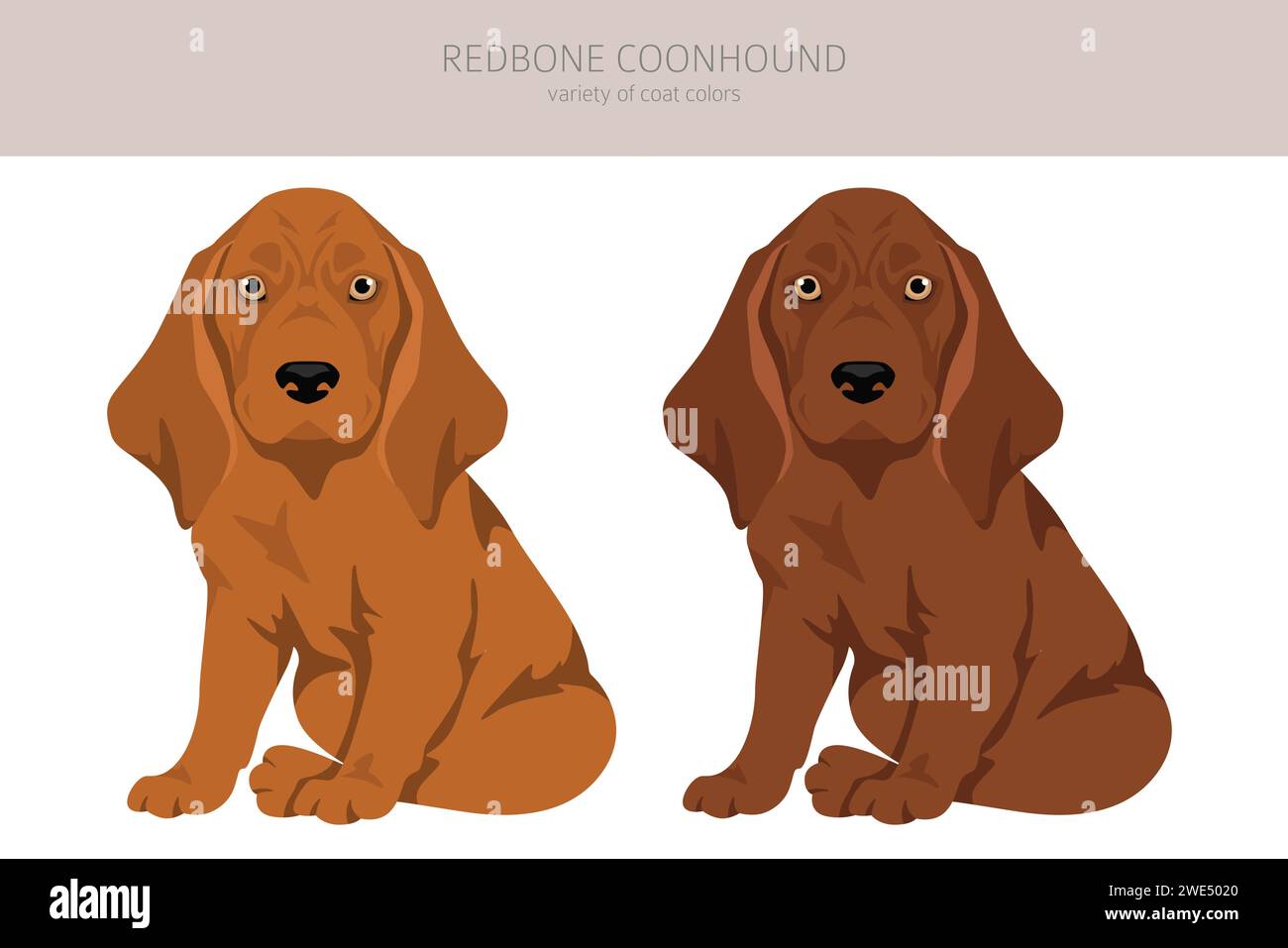 Redbone coonhound puppies clipart. Different poses, coat colors set ...