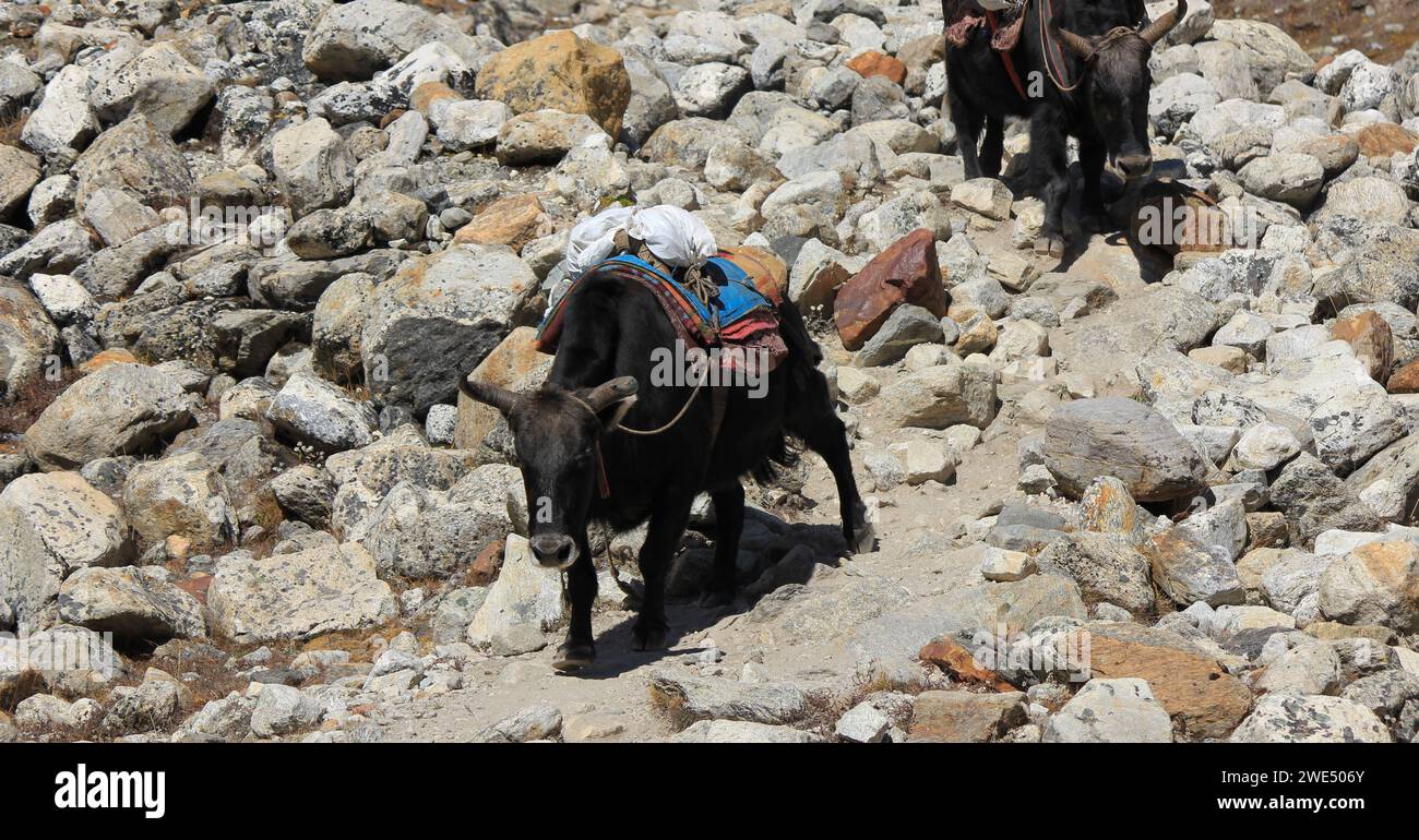 Dzo, crossbreed between a nepalese cow and yak, transporting goods to ...