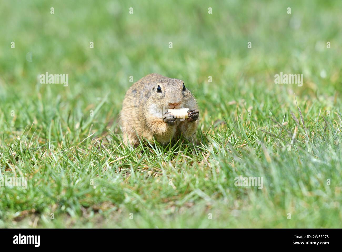 Ground squirrel keeps food in the front paws and eats in the grass ...