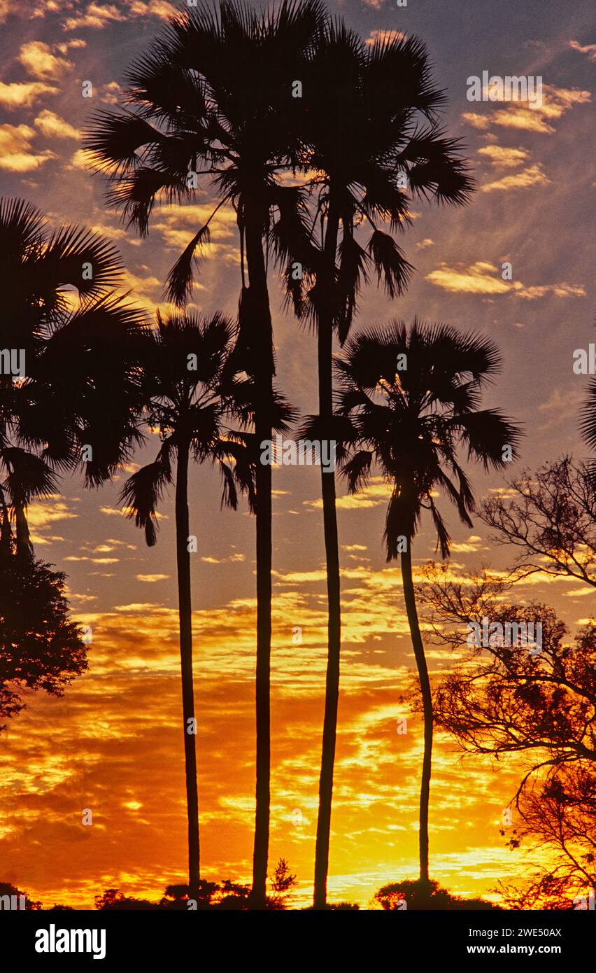 Hyphaene petersiana the real fan palm or makalani palm seen at sunrise ...