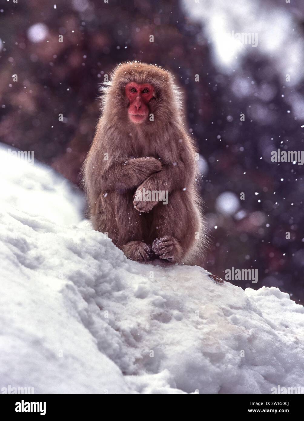 Japanese macaque Macaca fuscata a very cold macaque sitting in the ...