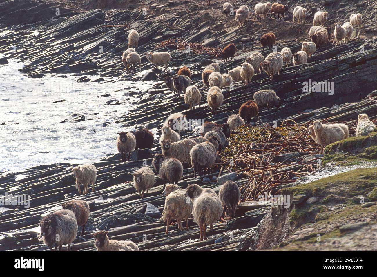 Sheep breeds hi-res stock photography and images - Alamy
