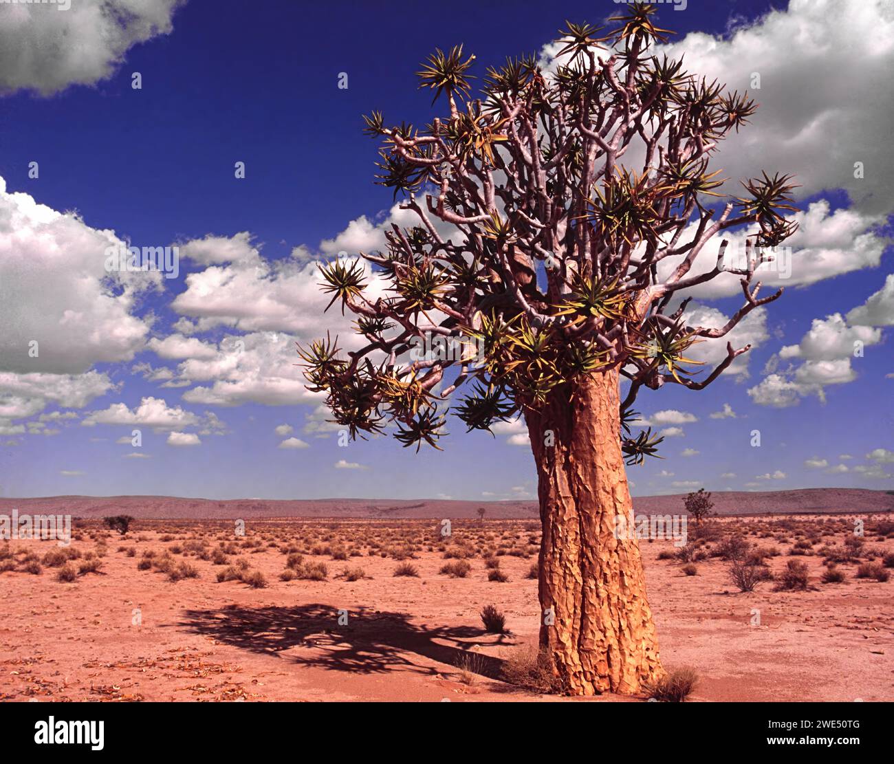 Quiver tree or kokerboom Aloidendron dichotomum seen in the desert ...