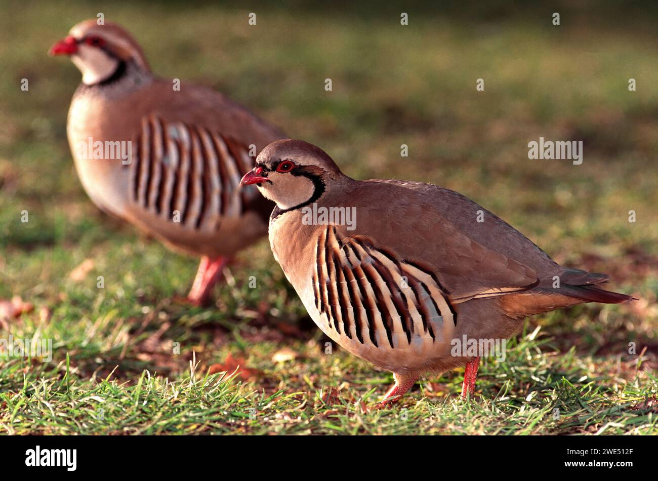 Red-legged partridge Alectoris rufa pair standing in a field Stock ...