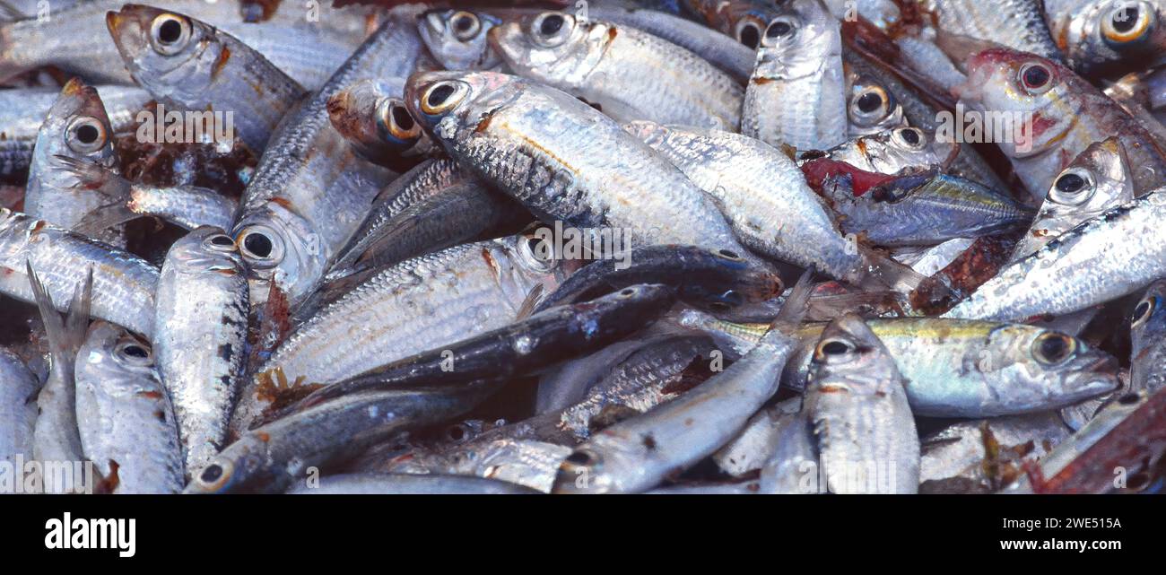 Sardines caught and lying in a fish market box Stock Photo - Alamy