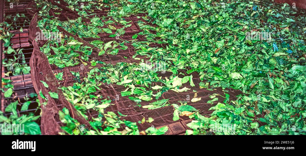 Vogan Tea factory and estate Sri Lanka freshly picked tea leaves drying ...