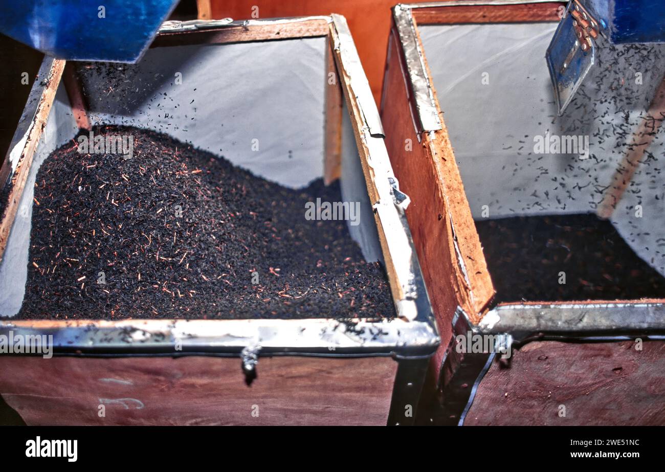 Vogan Tea factory and estate Sri Lanka tea chests filling with black ...