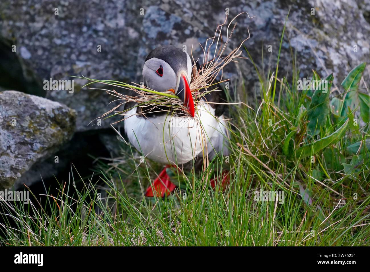 Norway, bird island Runde, puffins Stock Photo - Alamy