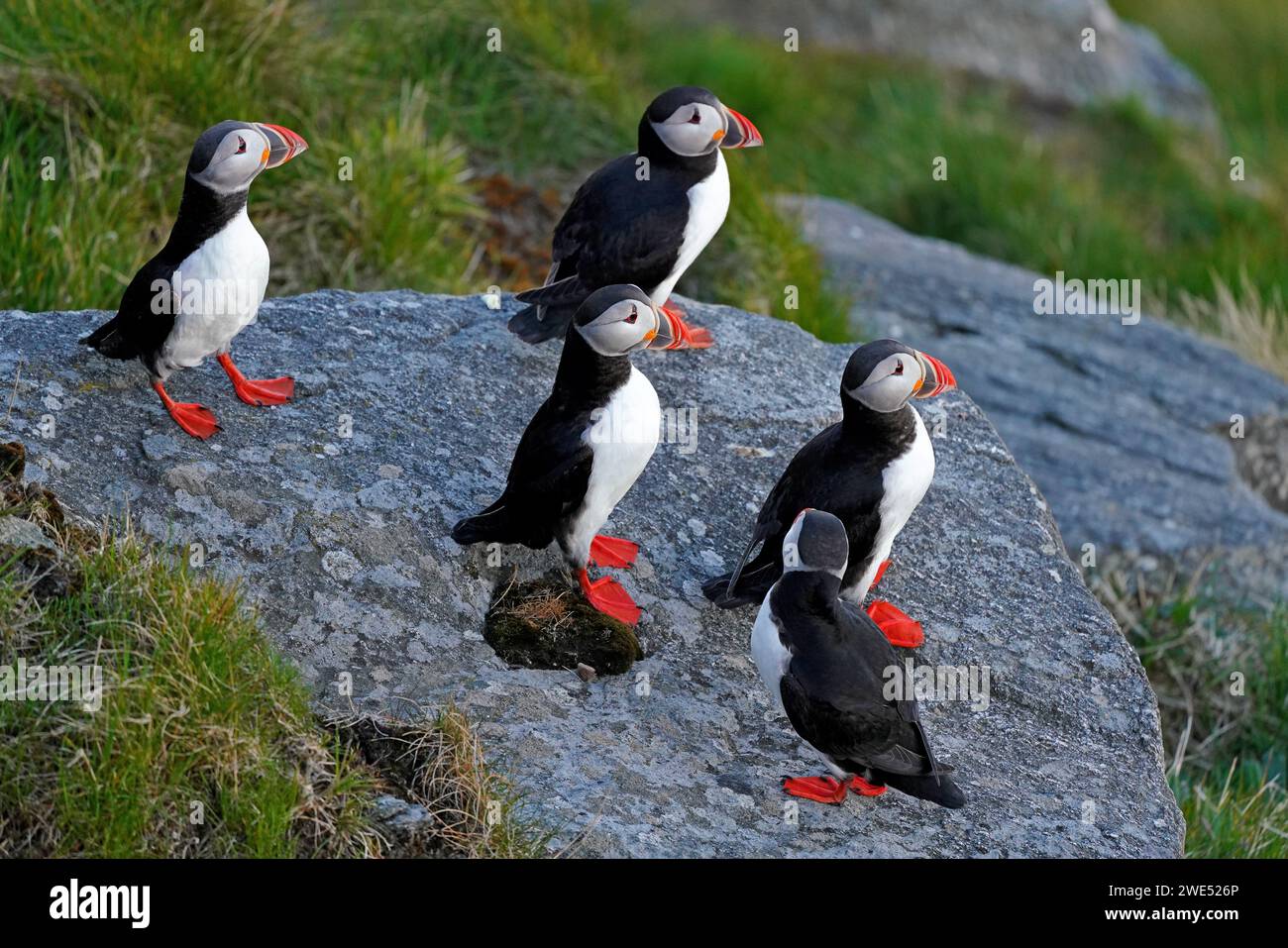 Norway, bird island Runde, puffins Stock Photo - Alamy