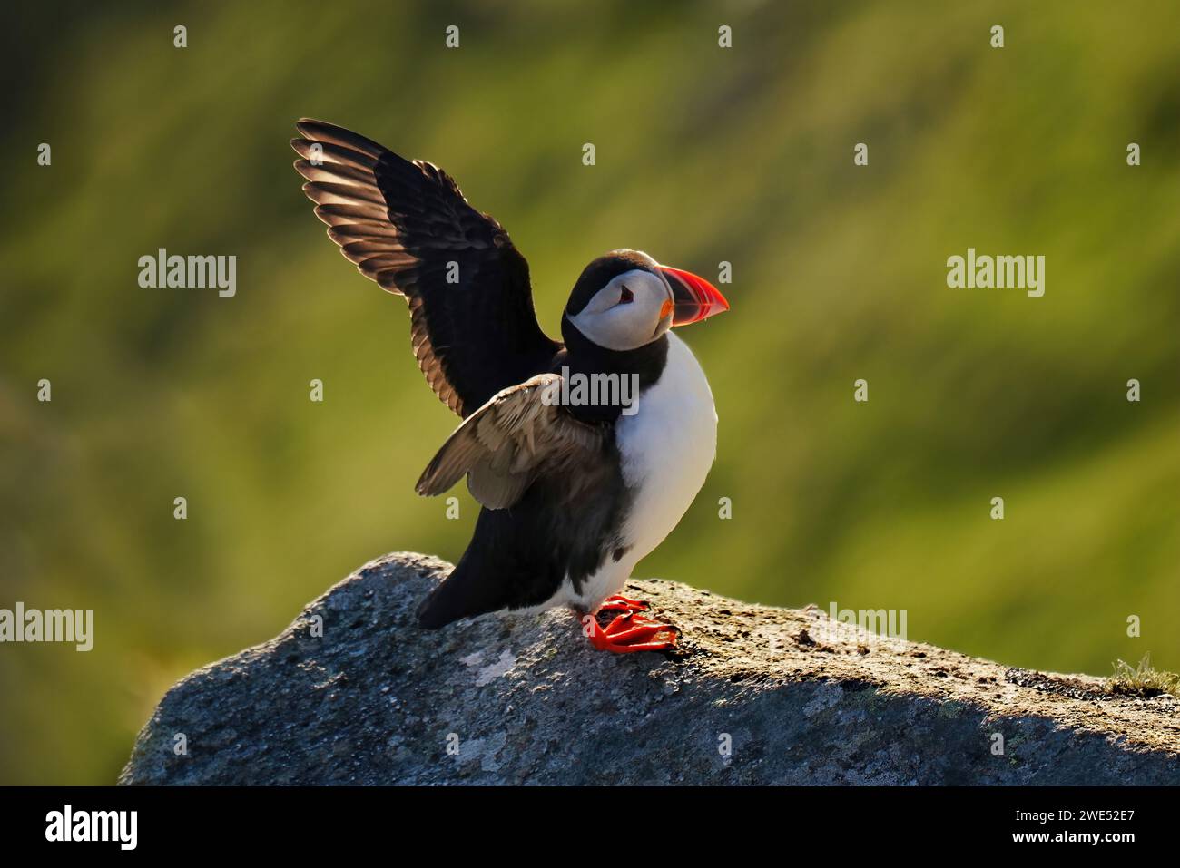 Norway, bird island Runde, puffins Stock Photo - Alamy