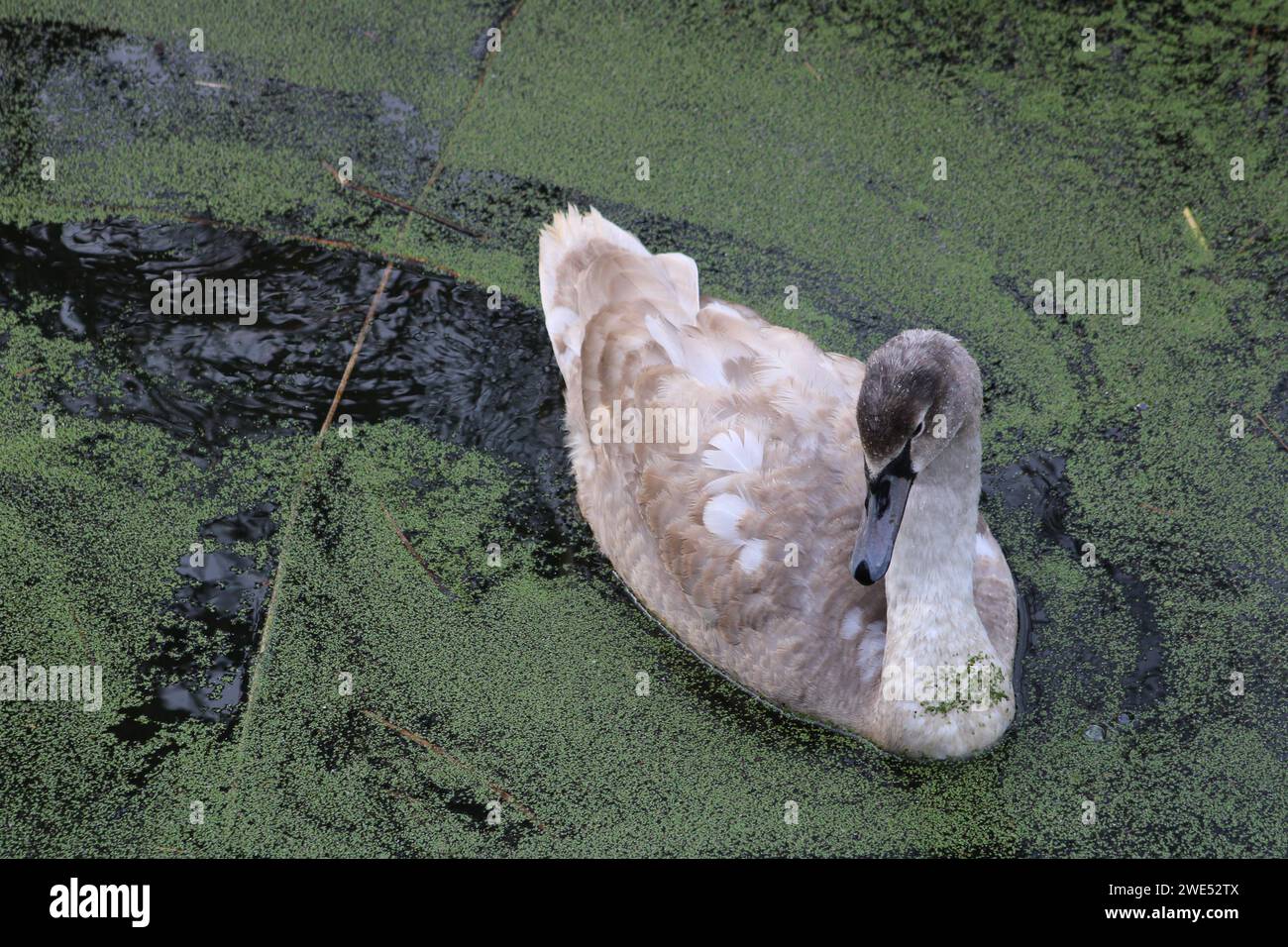 Swan river bird hi-res stock photography and images - Alamy