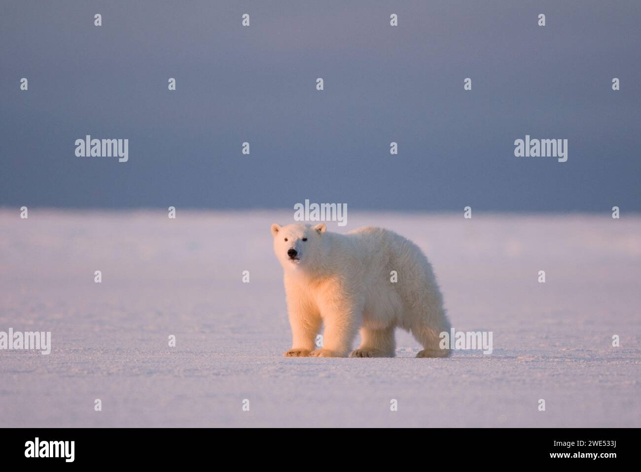 polar bear Ursus maritimus young bear travels across newly formed pack ...