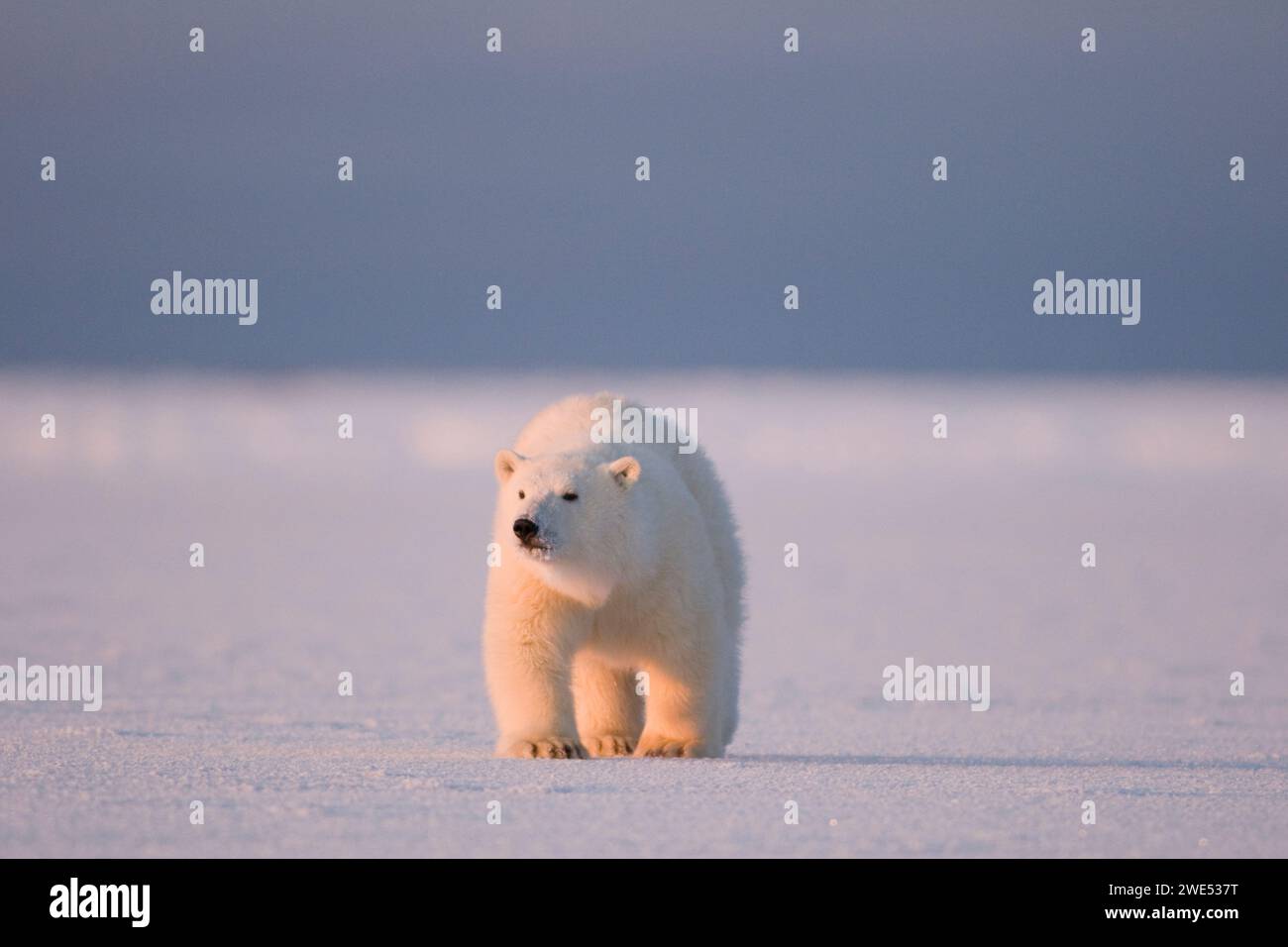 polar bear Ursus maritimus young bear travels across newly formed pack ...