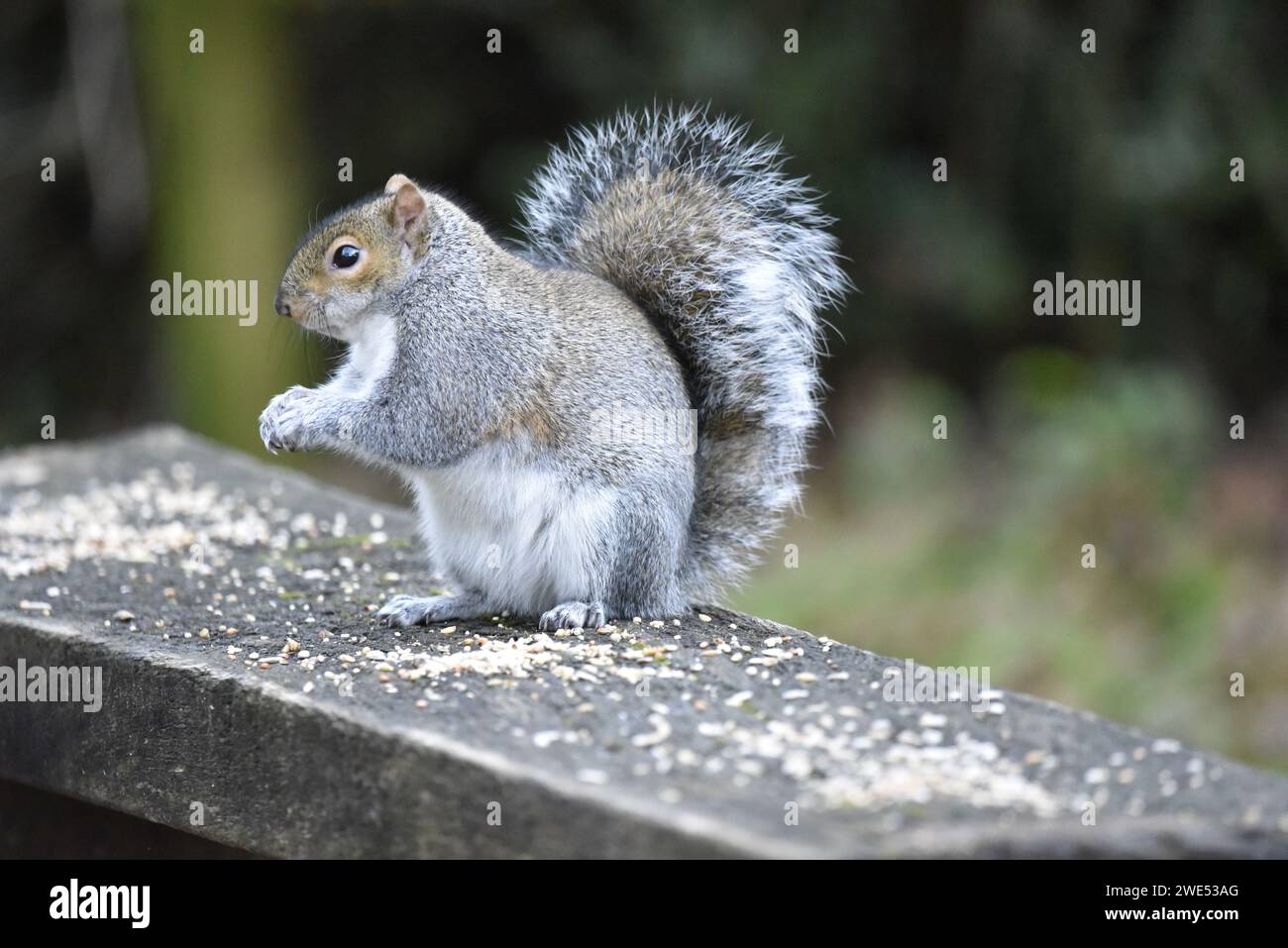 Close-Up Left-Profile Image of an Eastern Gray Squirrel (Sciurus ...
