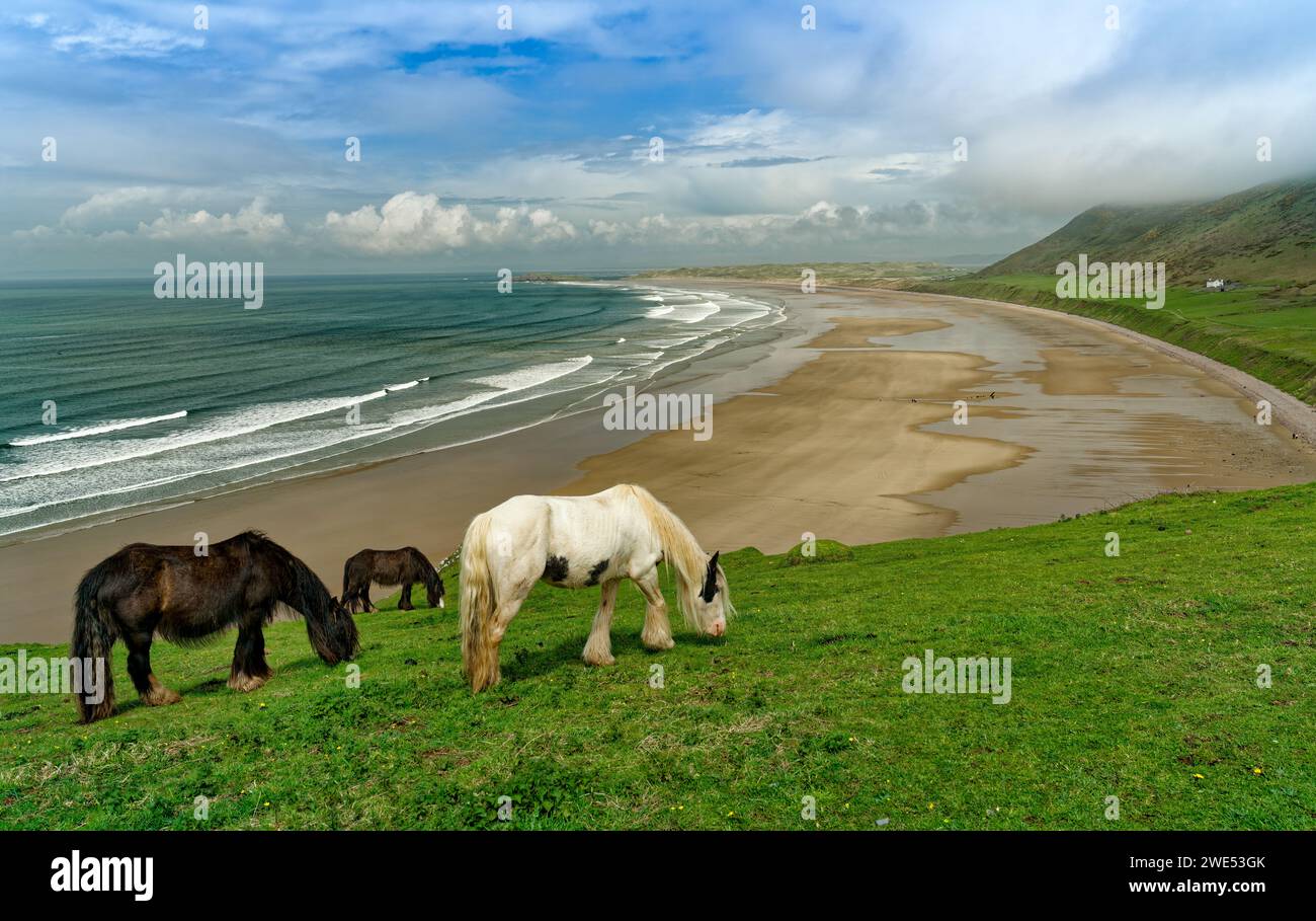 Gower peninsula horses hi-res stock photography and images - Alamy