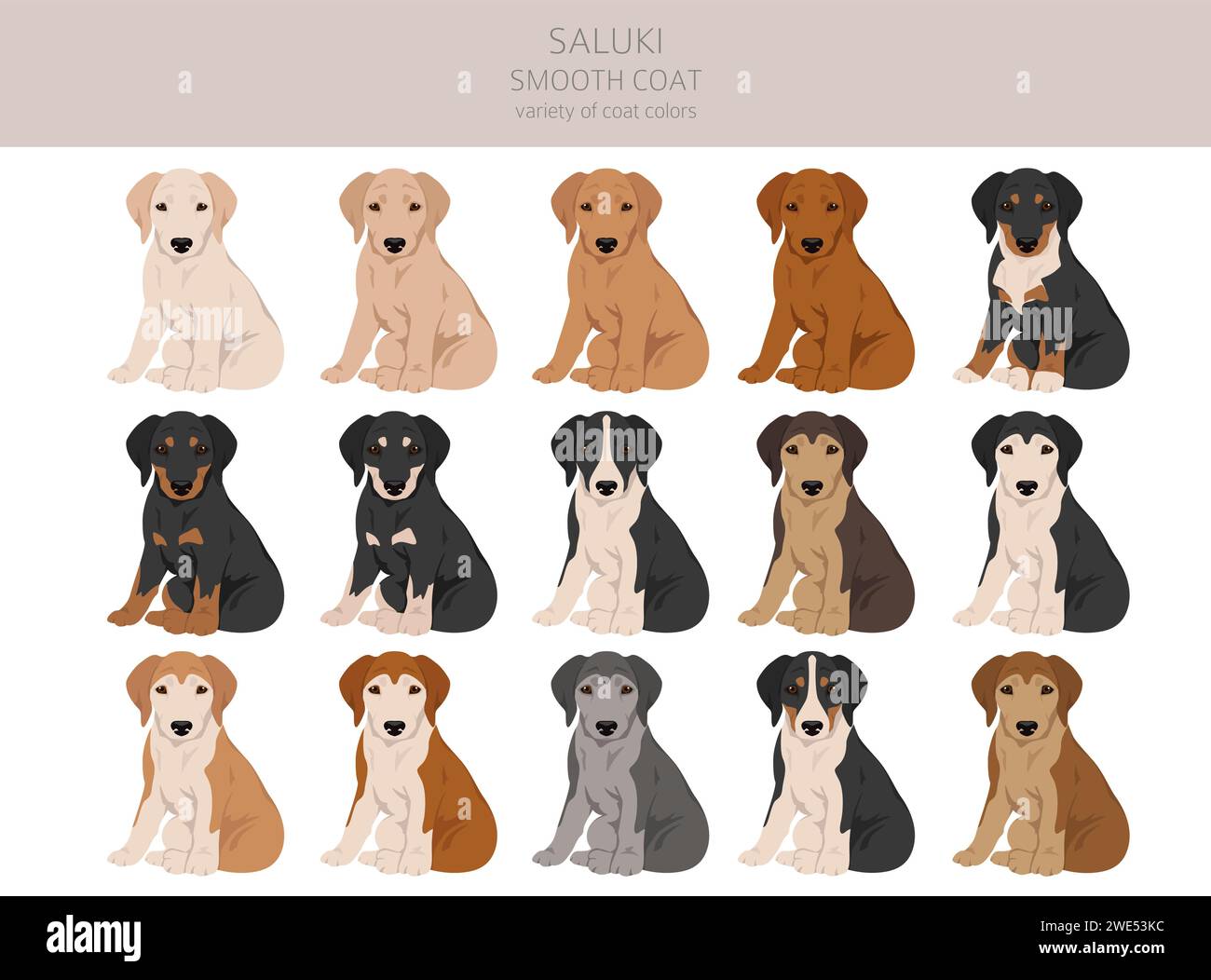 Saluki smooth coated puppies clipart. Different poses, coat colors set ...