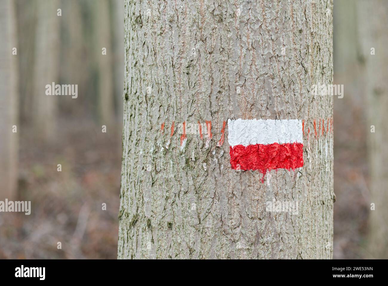Italy, Lombardy, Crema, Parco del Serio, Tree Trunk with Red and White ...