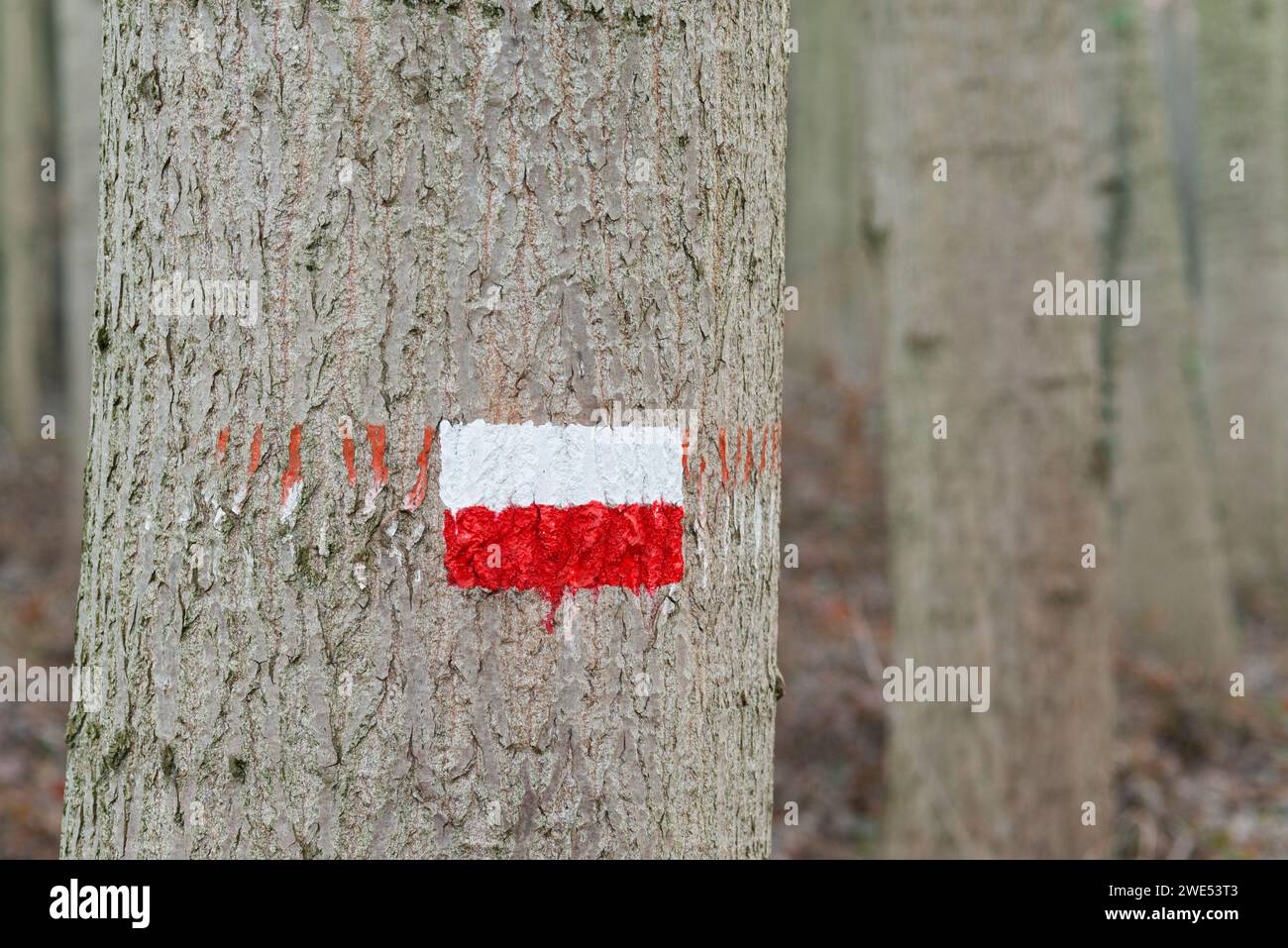 Italy, Lombardy, Crema, Parco del Serio, Tree Trunk with Red and White ...