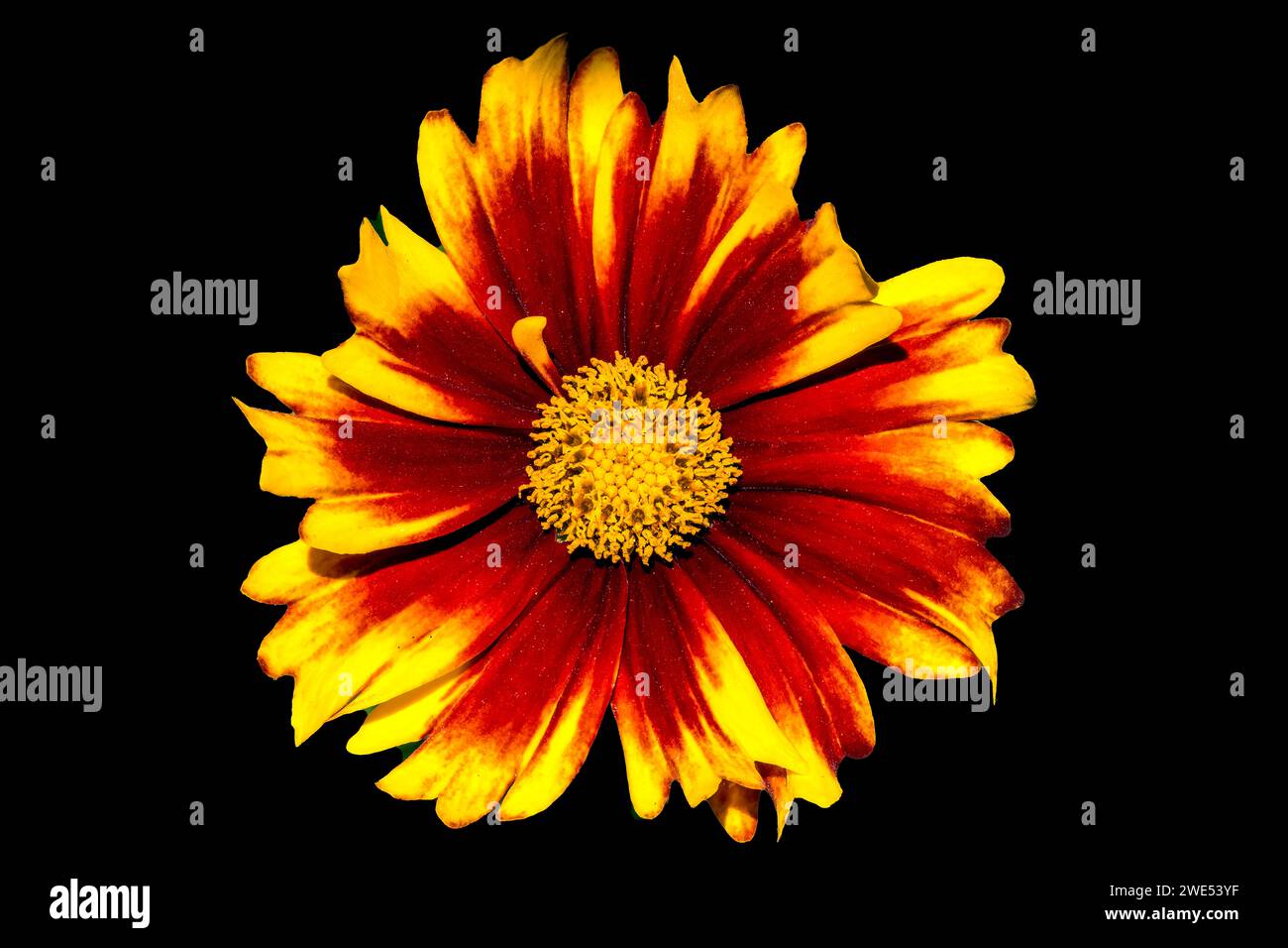 Red Yellow Blanketflower Gallardia Blossom Garden Crystal Mountain ...